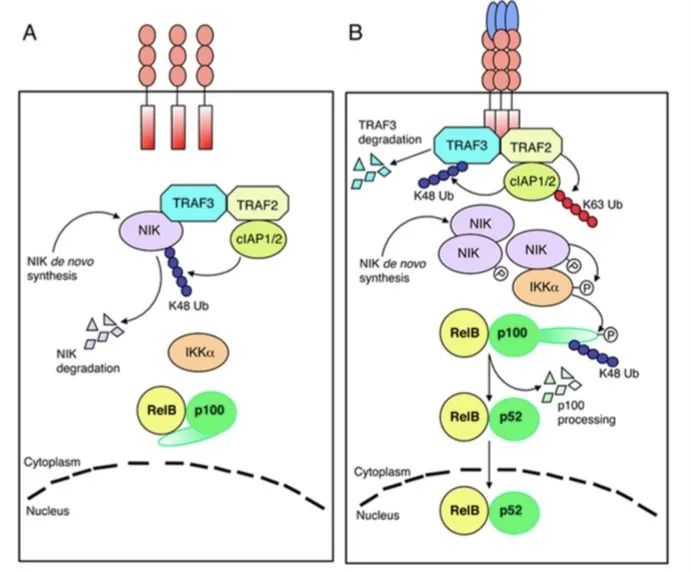 Pathway干货 | NF-Kb 信号通路简介 - 哔哩哔哩