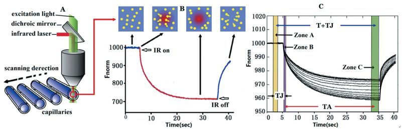 实验笔记丨分子间相互作用分析——微量热泳动（MST）技术介绍 - 哔哩哔哩