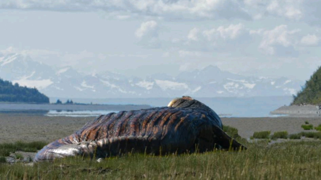 SCP682处决记录一览 - 哔哩哔哩