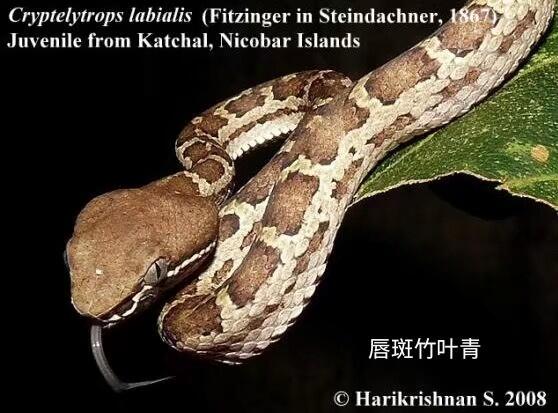 竹叶青属（Trimeresurus）鉴赏 你以为竹叶青都是原谅色的?一场视觉盛宴等你观赏! - 哔哩哔哩