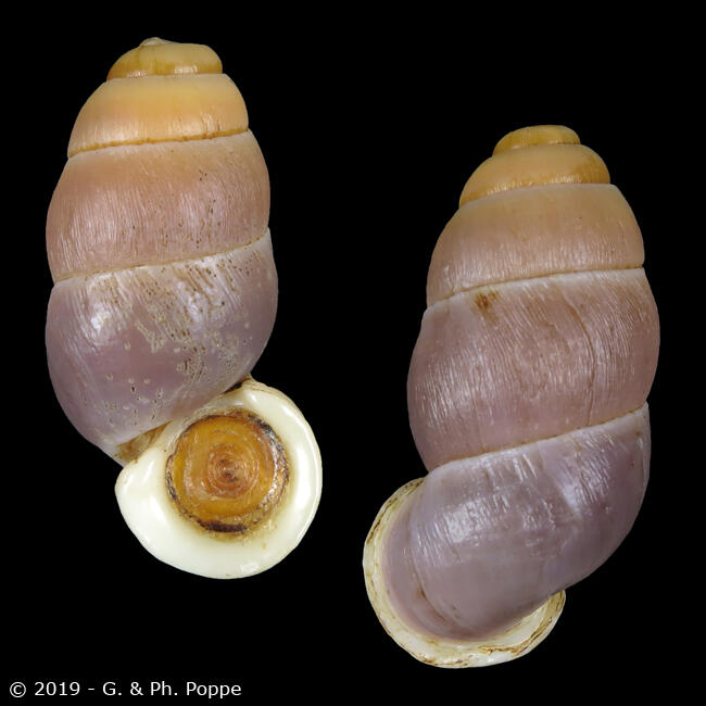 按总科盘点“陆螺”——陆生非柄眼类腹足类（上） - 哔哩哔哩