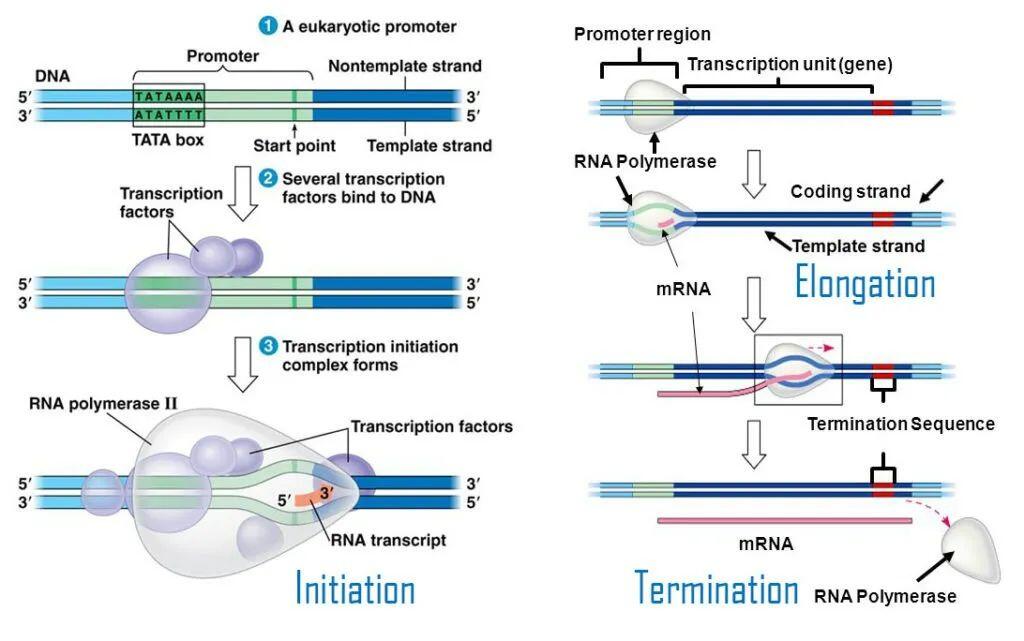 mRNA工艺开发 - mRNA的合成和改造 - 哔哩哔哩