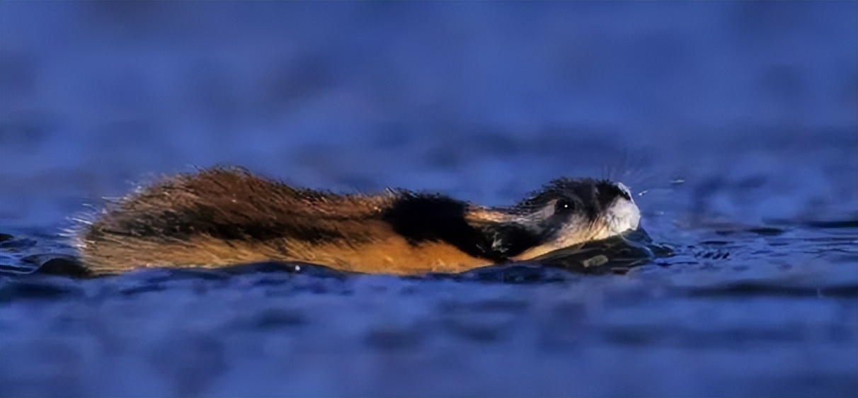 旅鼠为什么集体跳海自杀？ - 哔哩哔哩