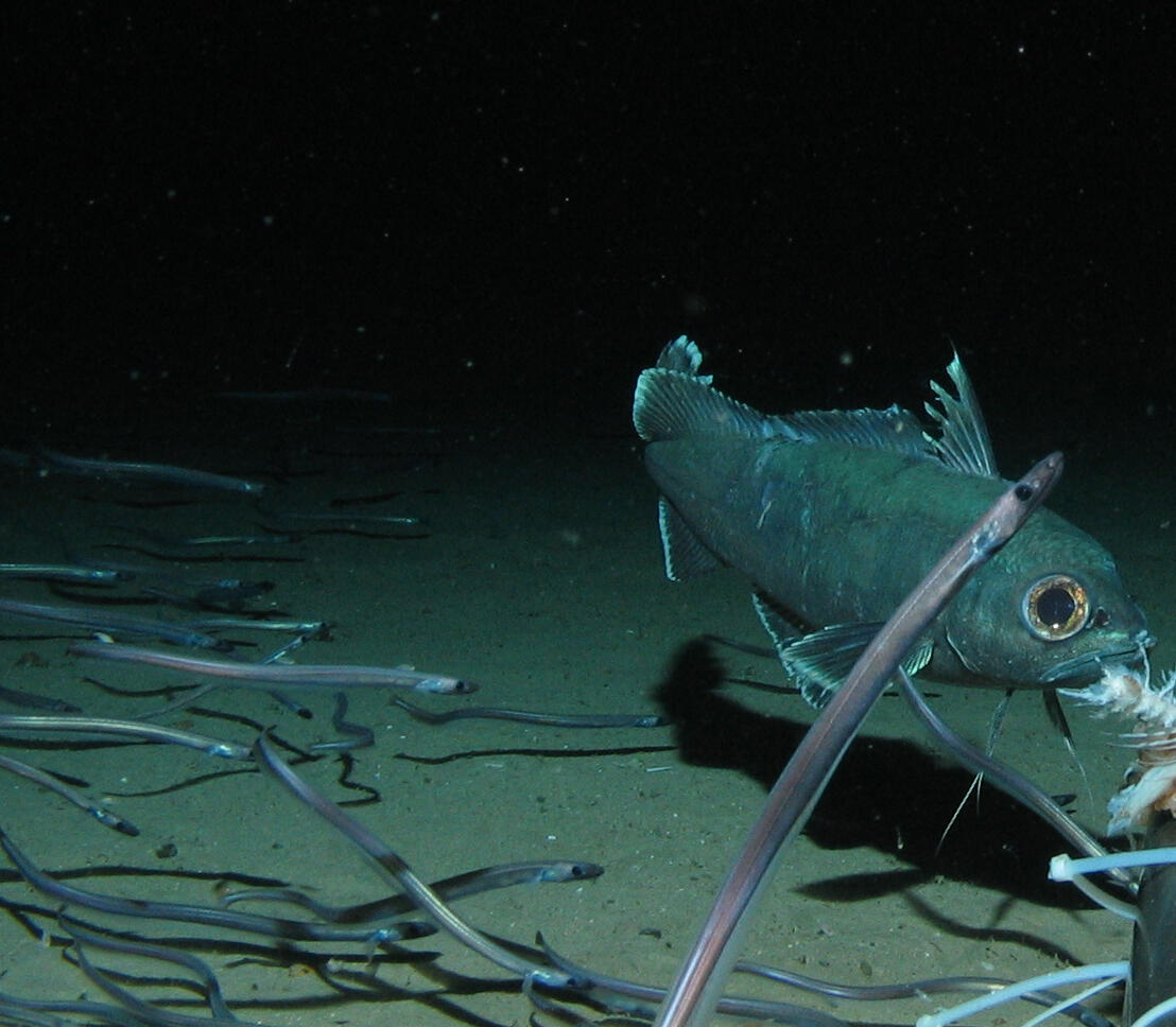 DEEP DARK FANTASY 番外 - 哔哩哔哩