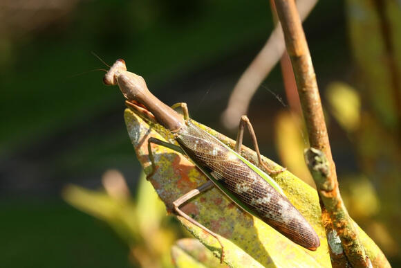 螳总科，最后一个， Mantoidea - 哔哩哔哩