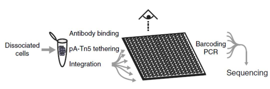 告别ChIP-Seq的折磨：CUT&Tag技术详解 - 哔哩哔哩