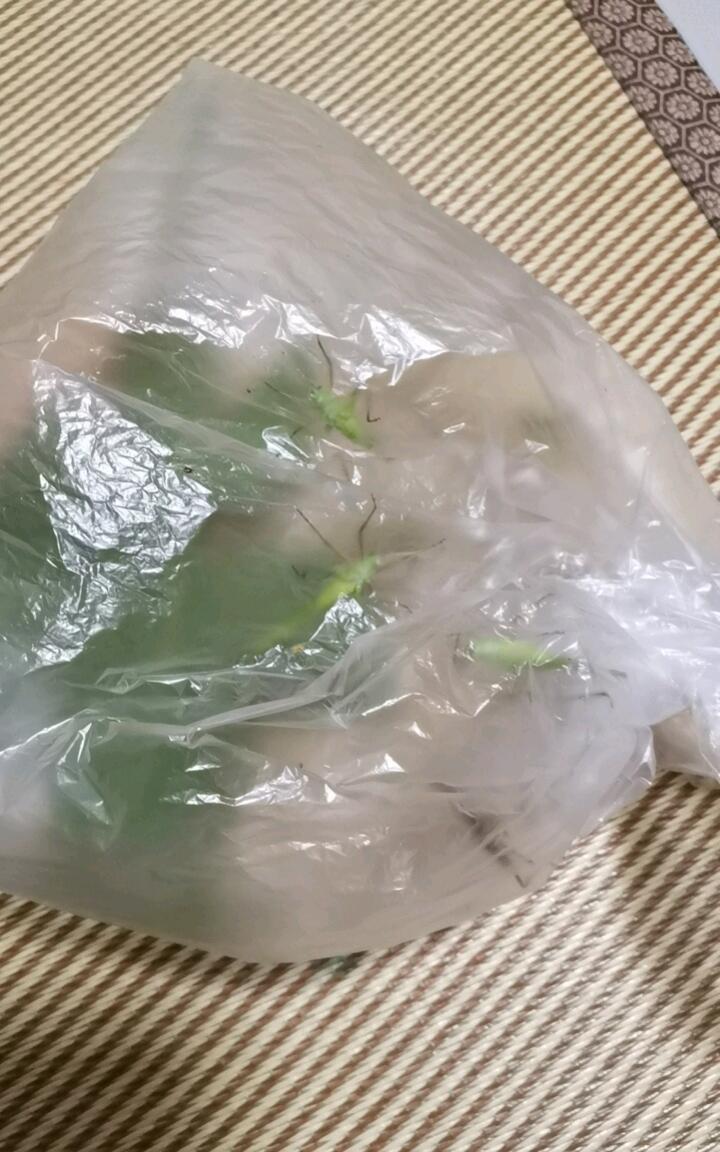 记录山东省的各种鸣虫（下） - 哔哩哔哩