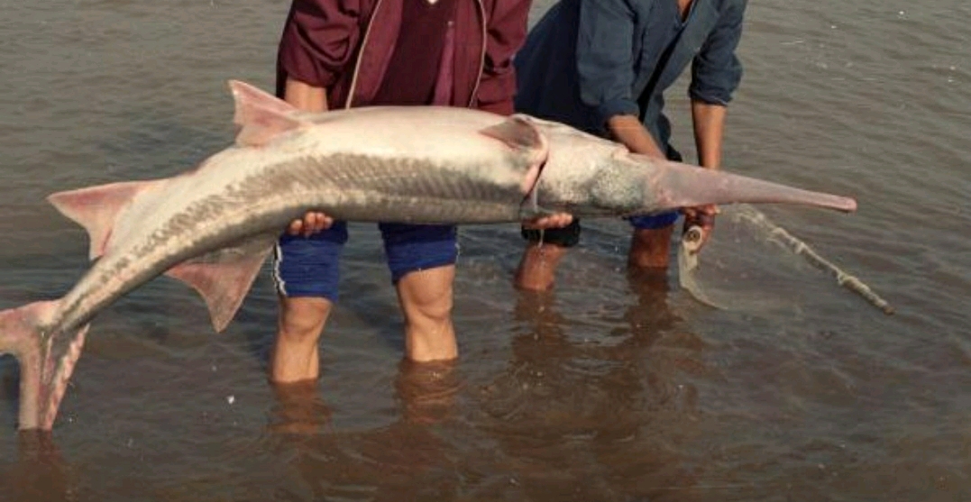 对剑吻白鲟 Psephurus gladius (Martens, 1862)的7个刻板印象及误解 - 哔哩哔哩