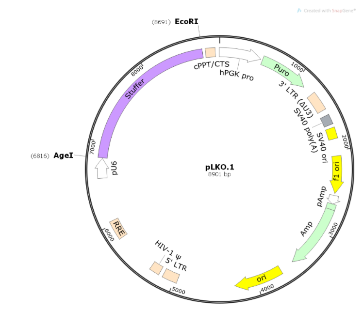 shRNA慢病毒载体构建 - 哔哩哔哩