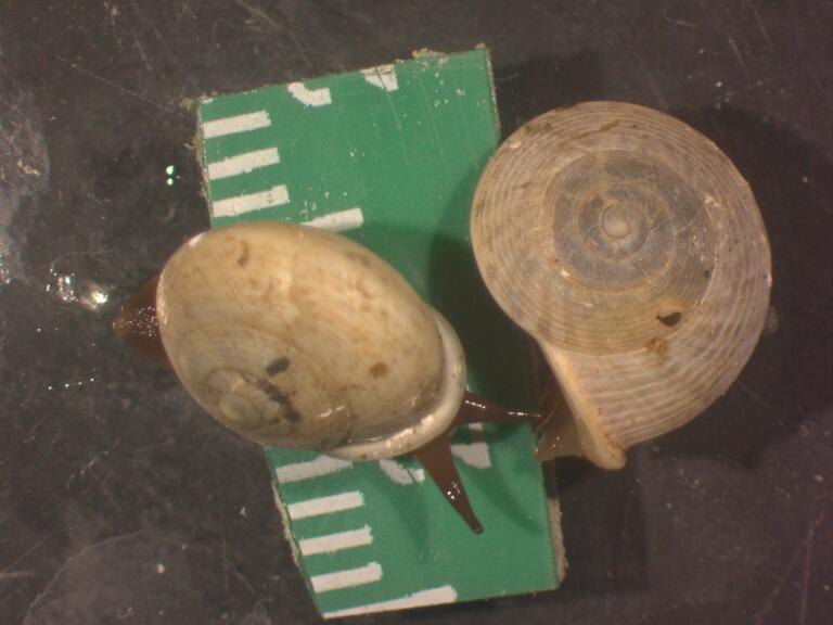 按总科盘点“陆螺”——陆生非柄眼类腹足类（上） - 哔哩哔哩