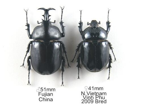 国产犀金龟科种类整理 - 哔哩哔哩
