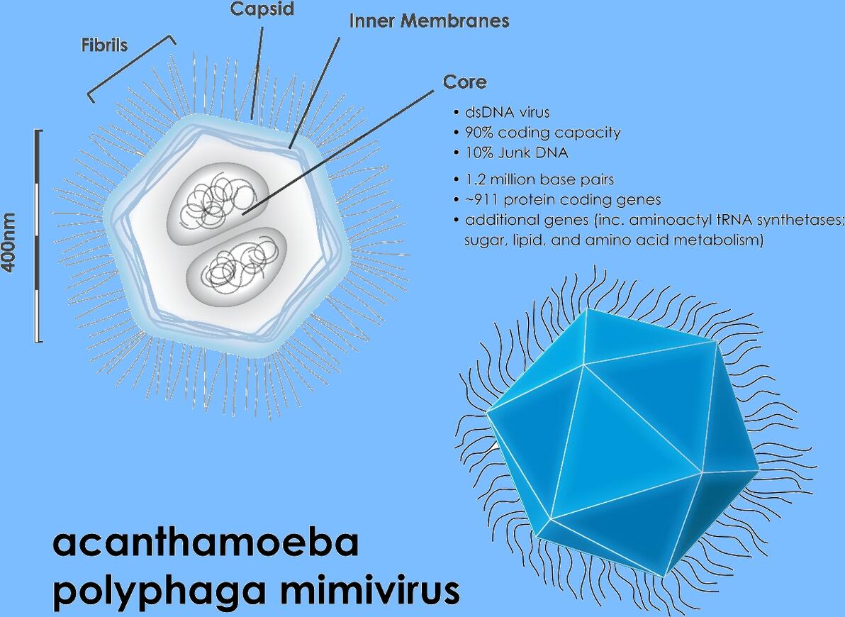 球状的巨型病毒——米米病毒(Mimivirus) - 哔哩哔哩