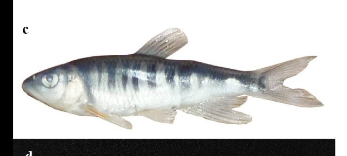 杂鱼的疑云——马口鱼属Opsariichthys种团的整理 - 哔哩哔哩