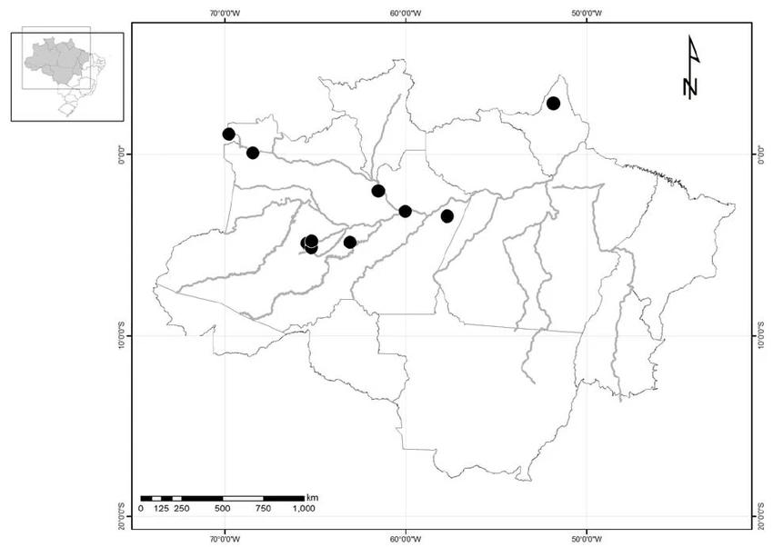 蛀犀金龟族全物种资料整理(中) - 哔哩哔哩