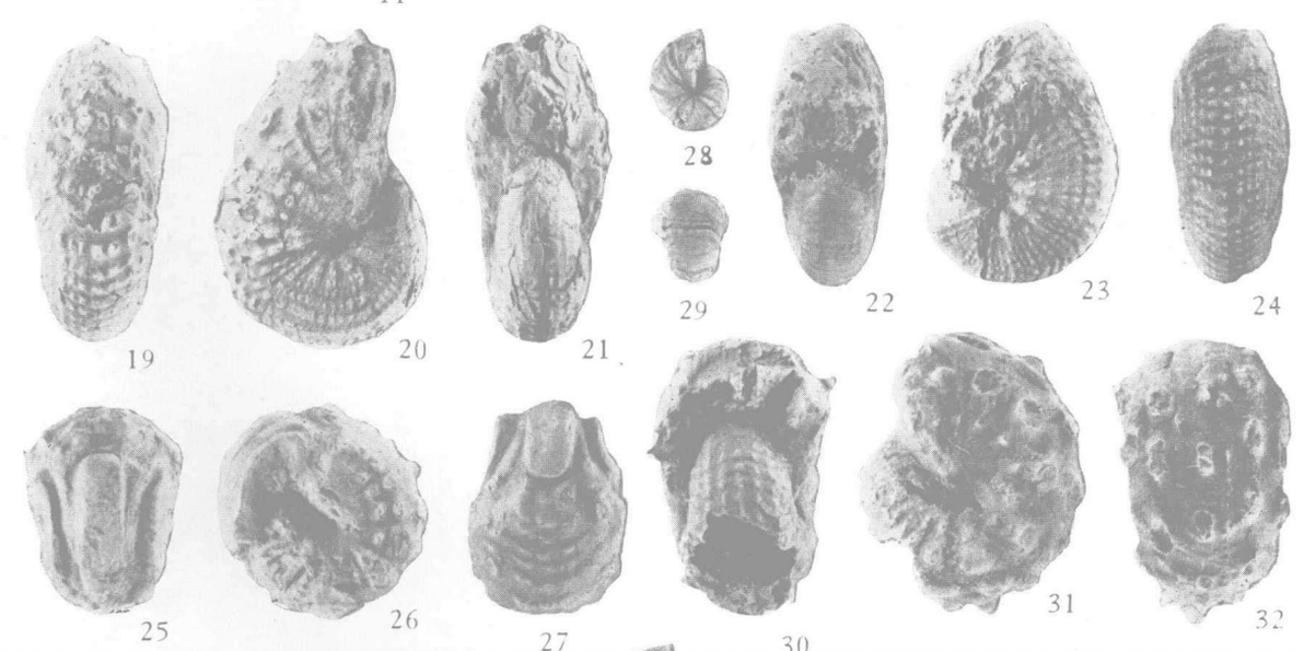古生代菊石形态学多样性（附几个奇异的菊石） - 哔哩哔哩