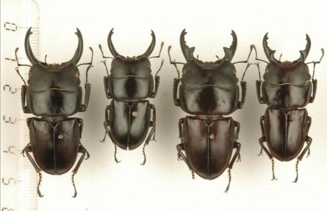 锹甲科-亚科\族\属 整理重置版（下篇） - 哔哩哔哩