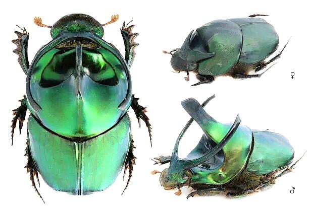 蜣螂-族与属整理（完结篇） - 哔哩哔哩