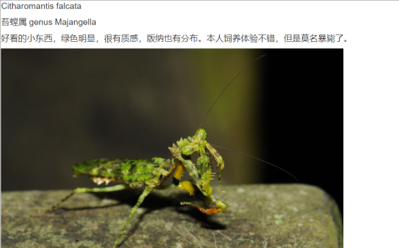 螳螂目商品螳螂分类系列，花螳总科的一部分 - 哔哩哔哩