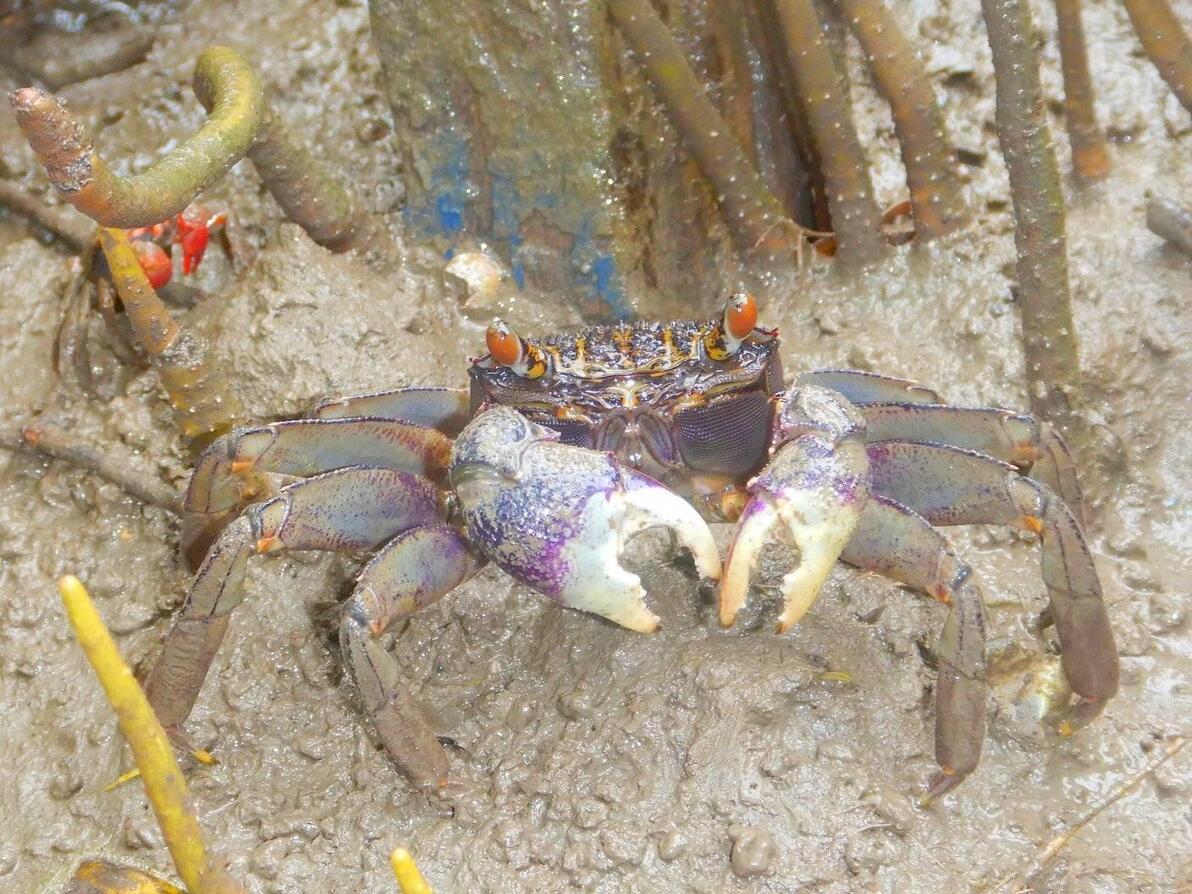 【新种发布】东亚地区相手蟹拆分和整理1（1） - 哔哩哔哩