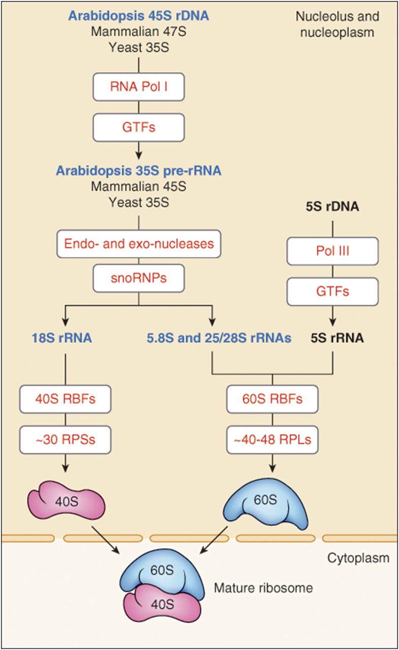 Is plant rRNA 25S or 28S? - 哔哩哔哩