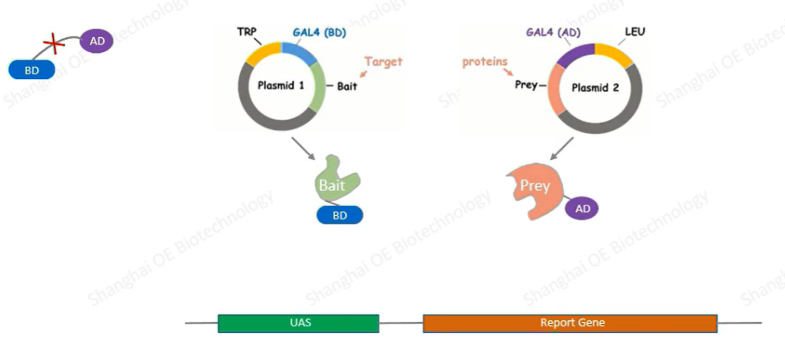 酵母单杂交技术原理 - 哔哩哔哩