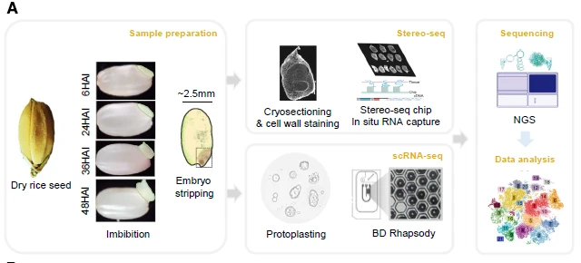 Developmental Cell封面 | Stereo-seq助力绘制水稻种胚单细胞分辨率空间转录组图谱 - 哔哩哔哩