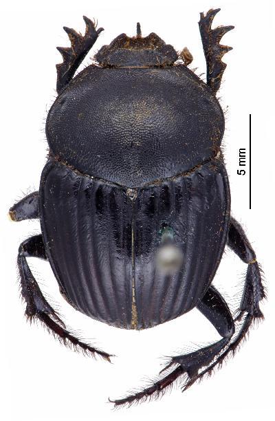 蜣螂-族与属整理（三） - 哔哩哔哩