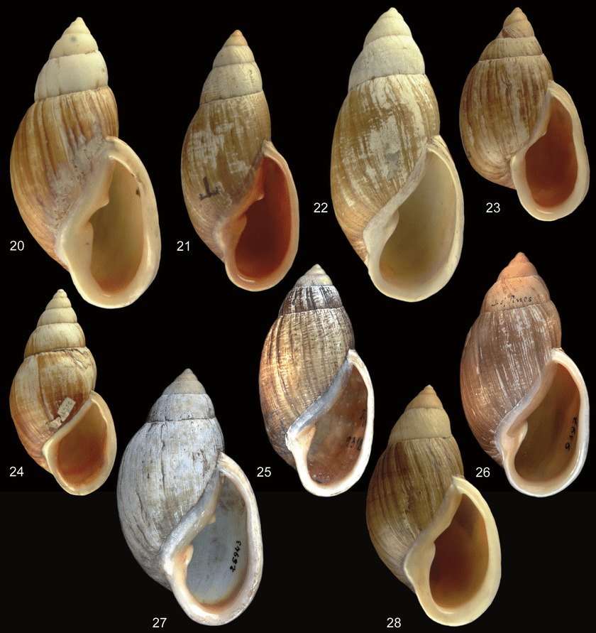蜗牛壳形态和大小的变化及其原因综述（上） - 哔哩哔哩