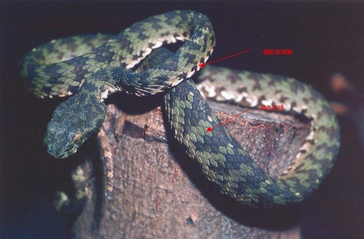 竹叶青属（Trimeresurus）鉴赏 你以为竹叶青都是原谅色的?一场视觉盛宴等你观赏! - 哔哩哔哩