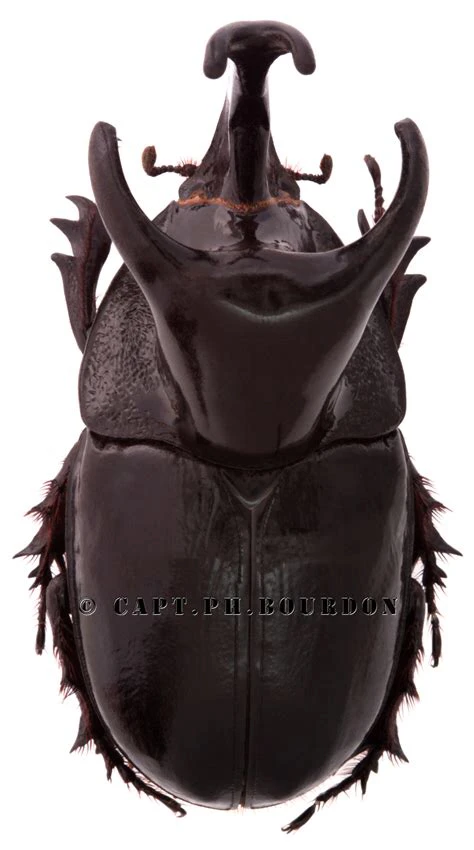 蛀犀金龟族全物种资料整理(中) - 哔哩哔哩