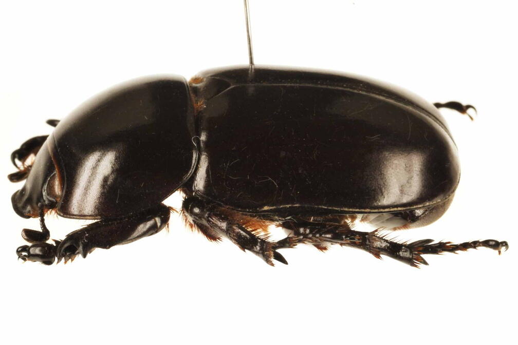 犀金龟科-族与属整理（中篇） - 哔哩哔哩