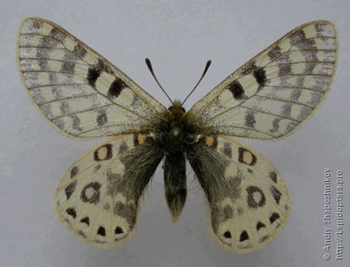 三十五种国内绢蝶属图录 - 哔哩哔哩