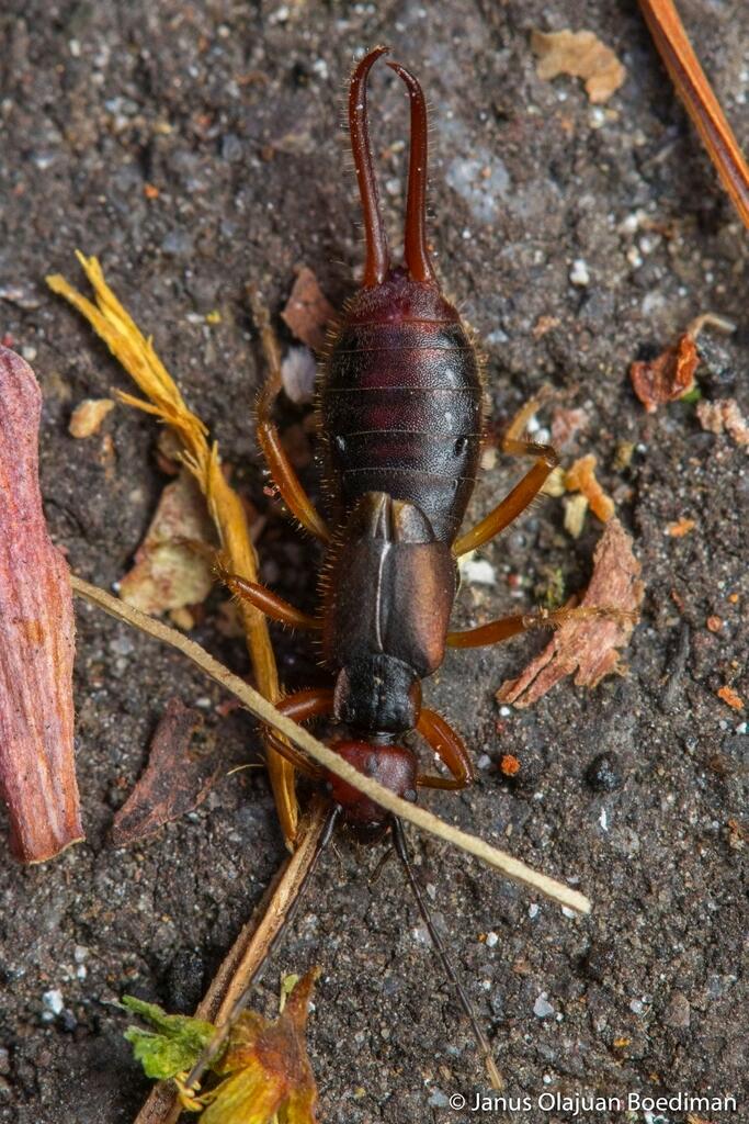 蠼螋 Labidura riparia - 哔哩哔哩