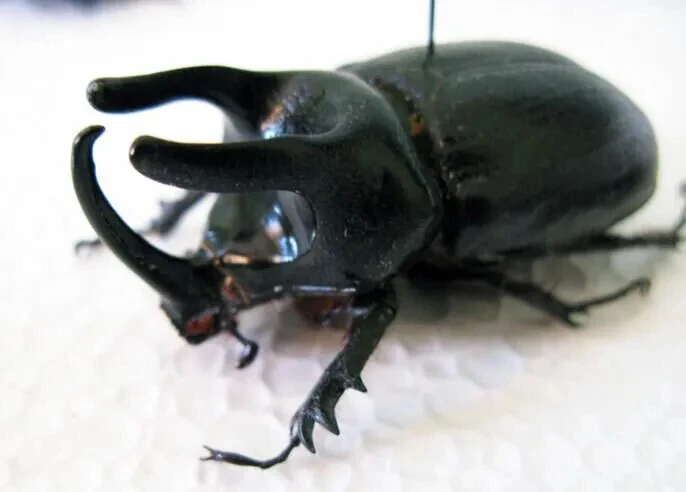 蛀犀金龟族全物种资料整理(下) - 哔哩哔哩