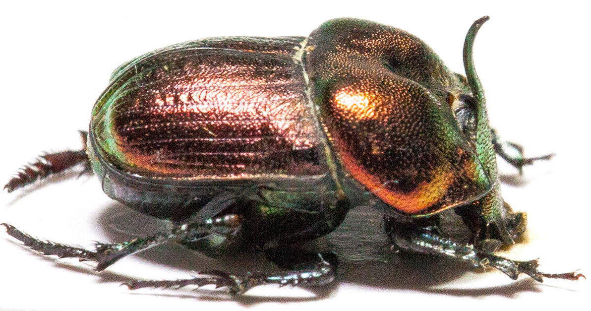 蜣螂-族与属整理（完结篇） - 哔哩哔哩