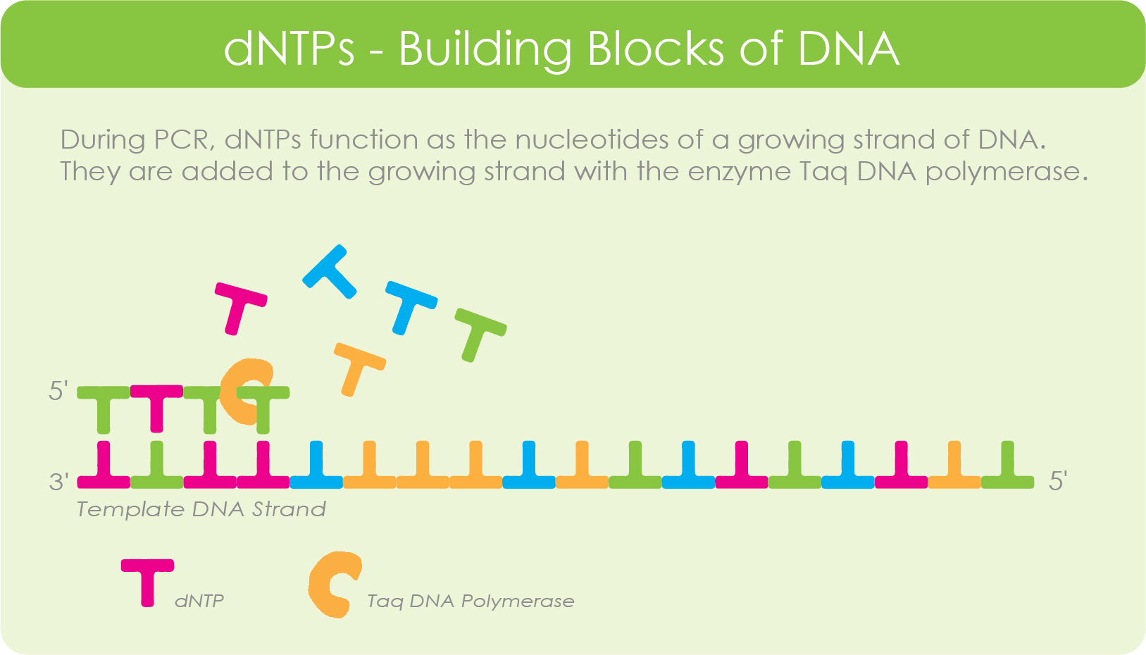 dNTPs 和 ddNTPs 的相似及区别 - 哔哩哔哩