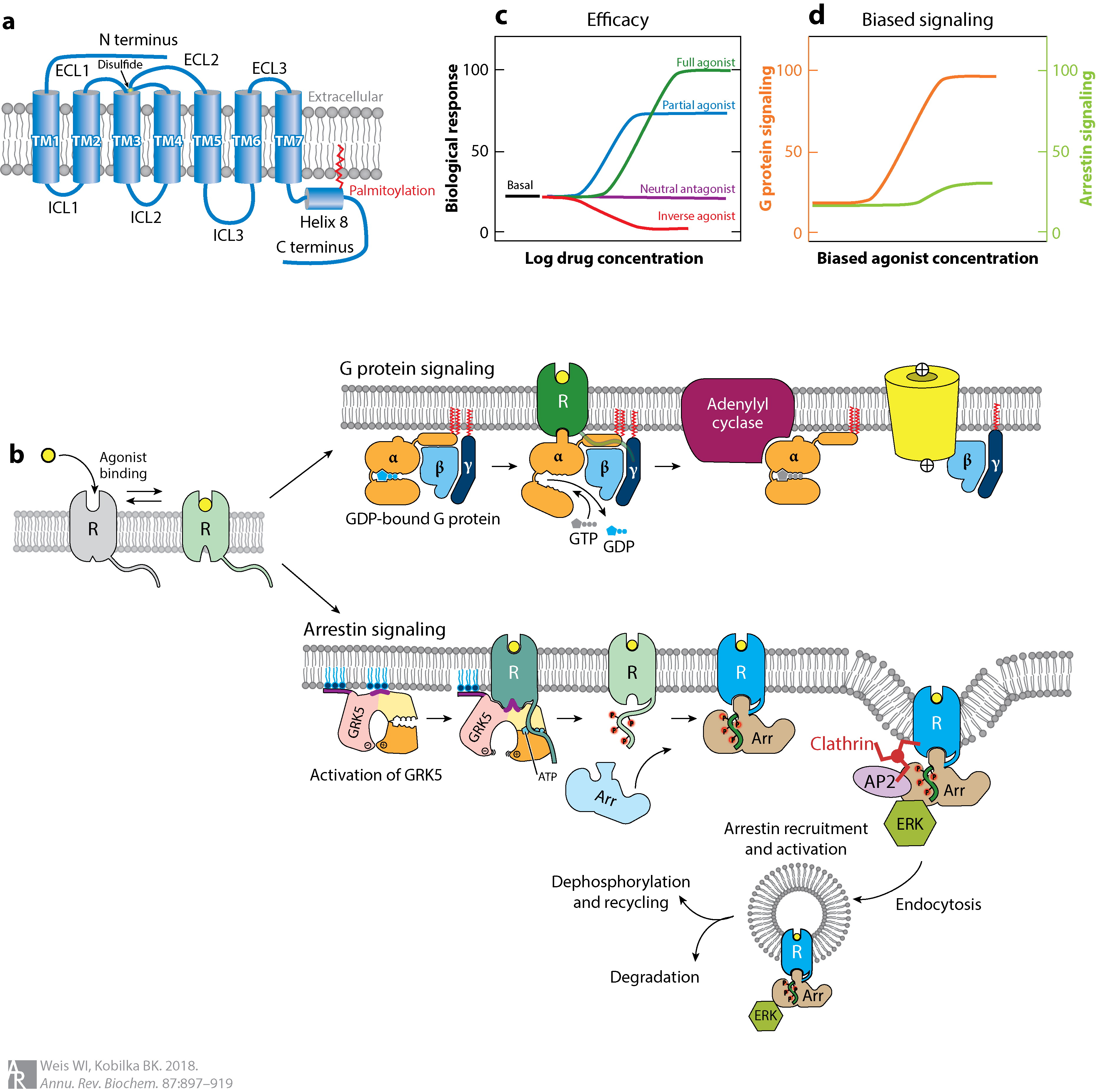 给科研小白的GPCR入门 - 哔哩哔哩