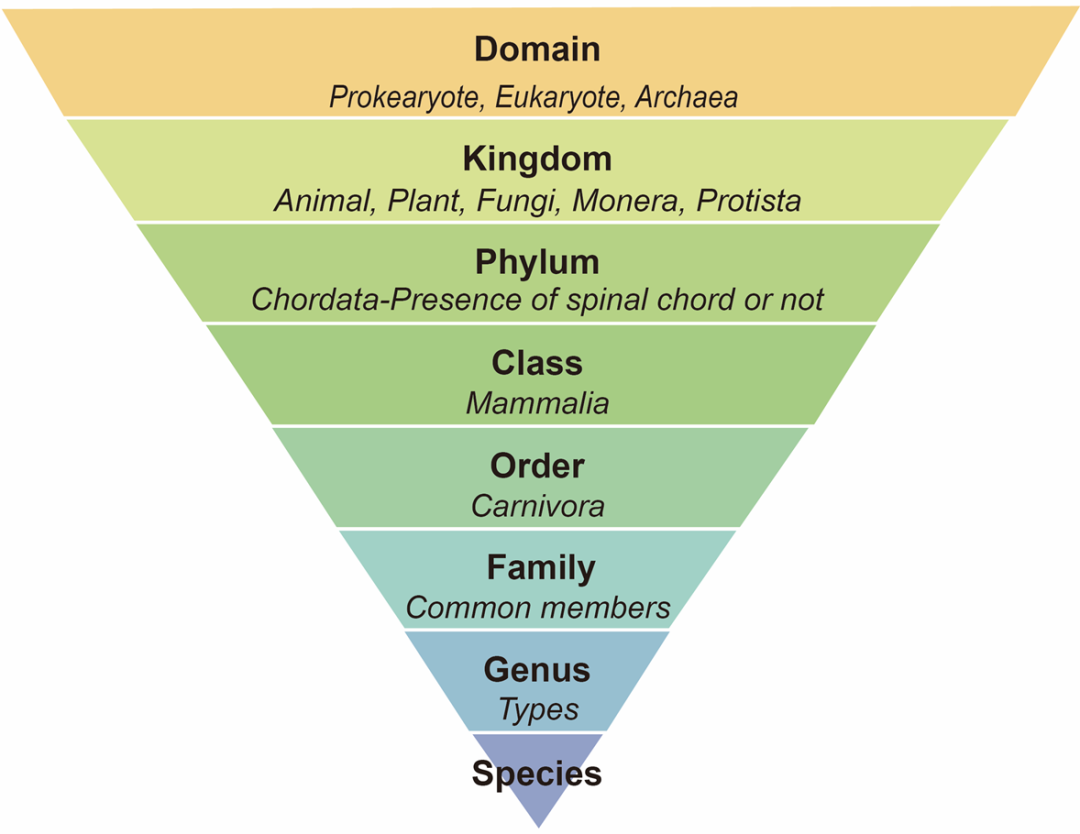 细菌基因组基本概念(一) - 哔哩哔哩
