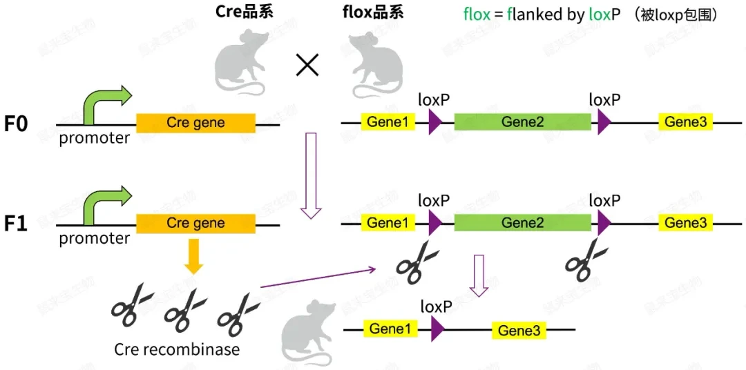 一文搞懂Cre-loxP条件性基因编辑 - 哔哩哔哩