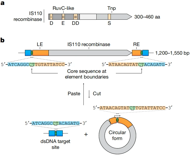 大片段基因敲入工具整理（排名不分先后，全随机） - 哔哩哔哩