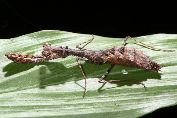 螳螂分类，六个冷门总科 - 哔哩哔哩