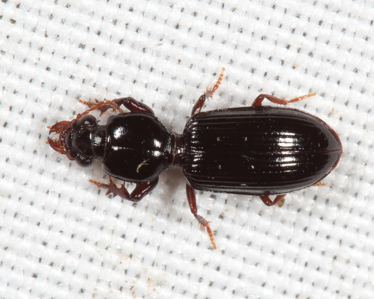 蝼步甲-族与属整理(上篇) - 哔哩哔哩