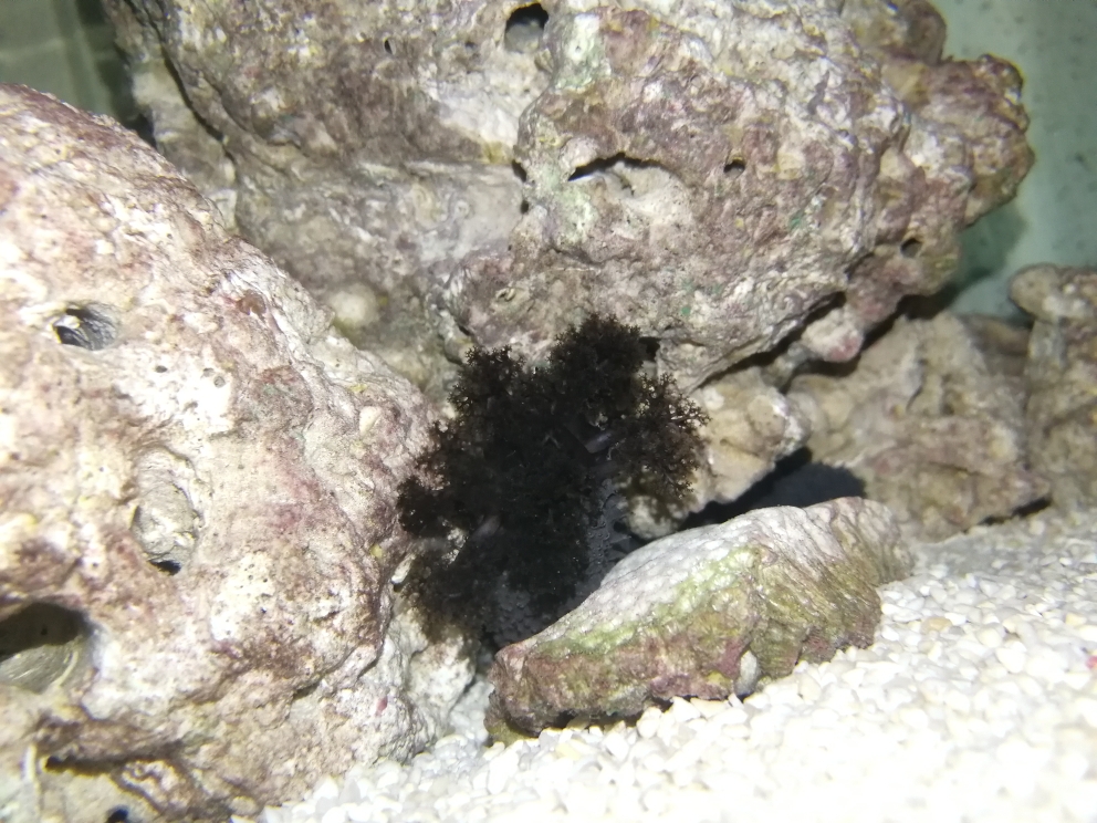 夜间探秘原生海缸 - 哔哩哔哩