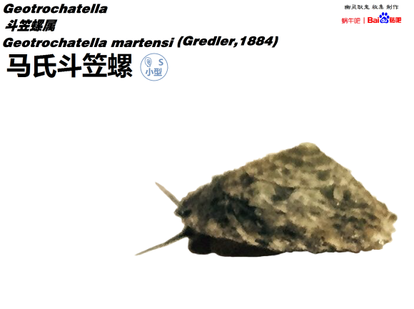 按总科盘点“陆螺”——陆生非柄眼类腹足类（上） - 哔哩哔哩