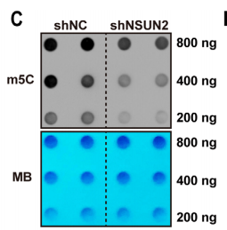 生物实验技术---RNA dot bloting 实验笔记 - 哔哩哔哩