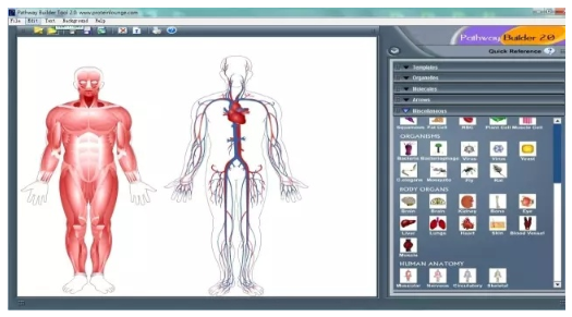 pathway builder tool 软件——制作炫酷的信号通路图，附软件下载 - 哔哩哔哩