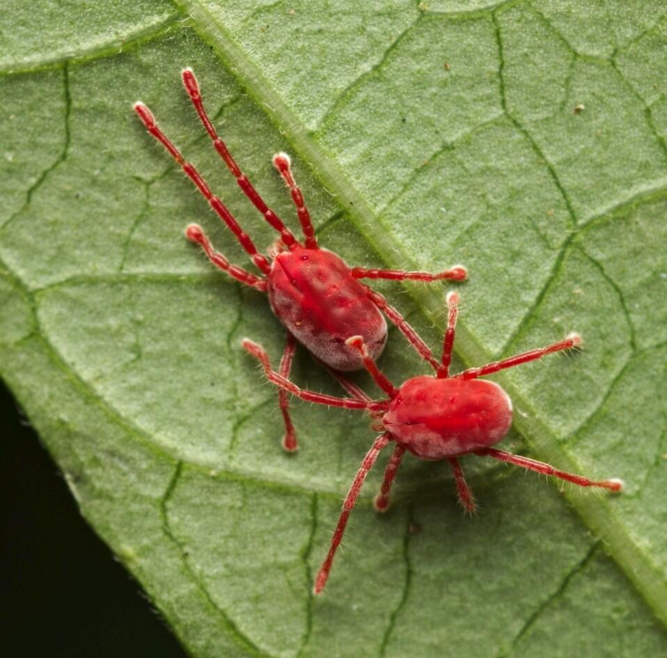 中国常见螨虫图鉴1.0 - 哔哩哔哩