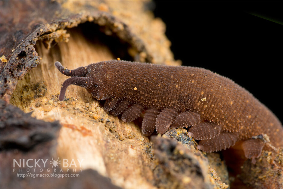 【物种译名】蝡科 Peripatidae 全物种译名 - 哔哩哔哩