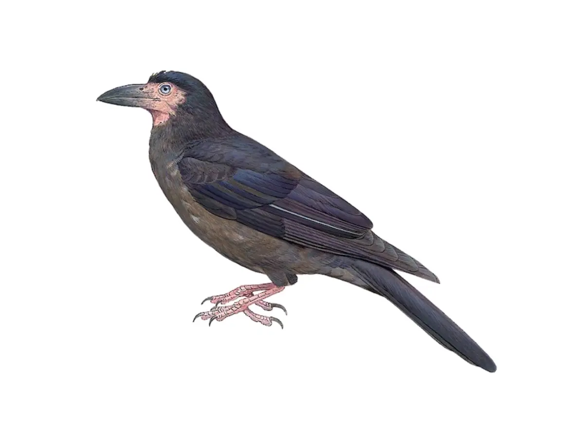 世界鸟类图鉴--鸦科(Ⅱ) - 哔哩哔哩