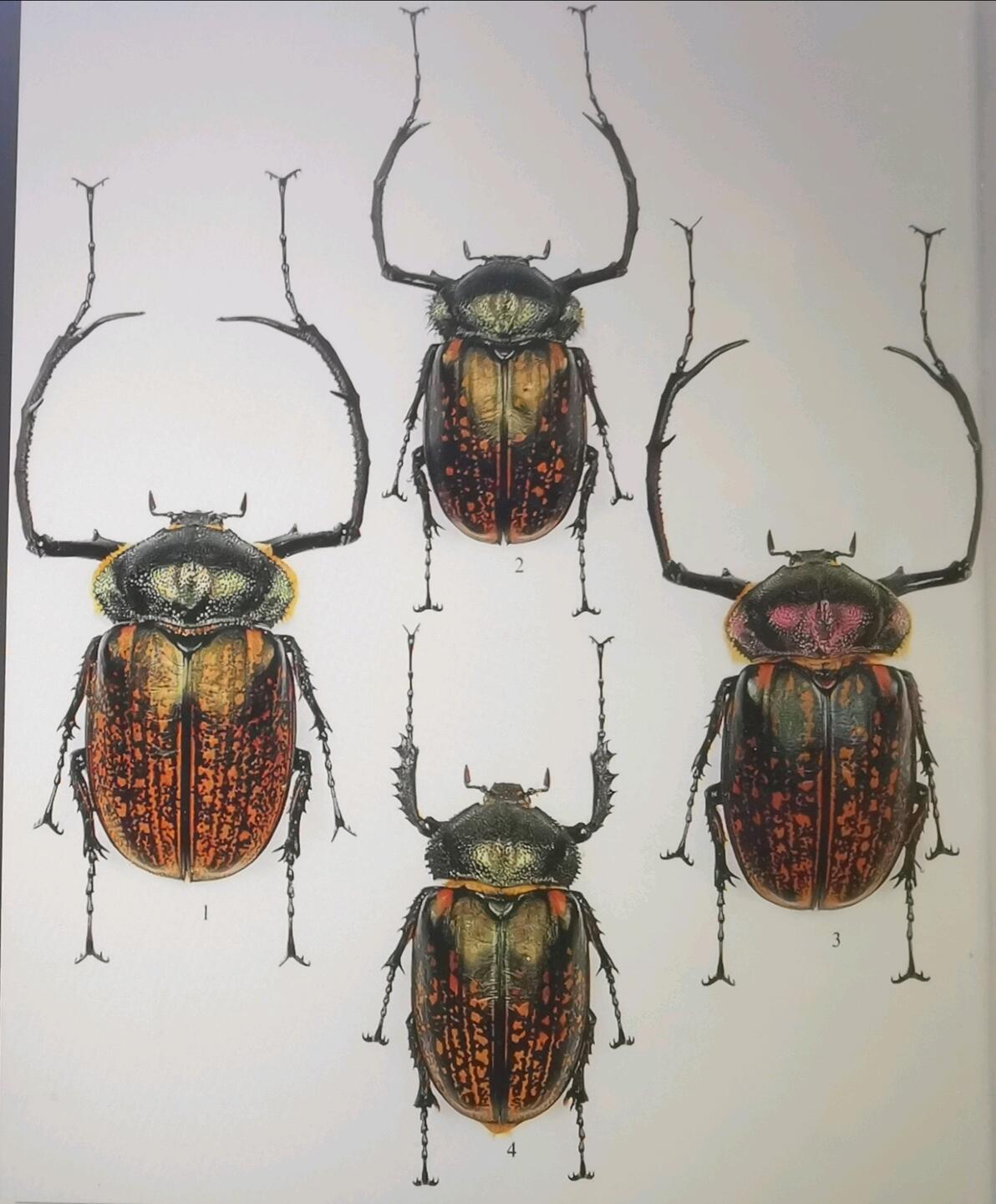 Cheirotonus 彩臂金龟属简介 - 哔哩哔哩